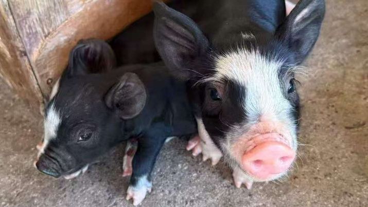ABEL牧場株式会社 - 鹿児島県アベル黒豚
