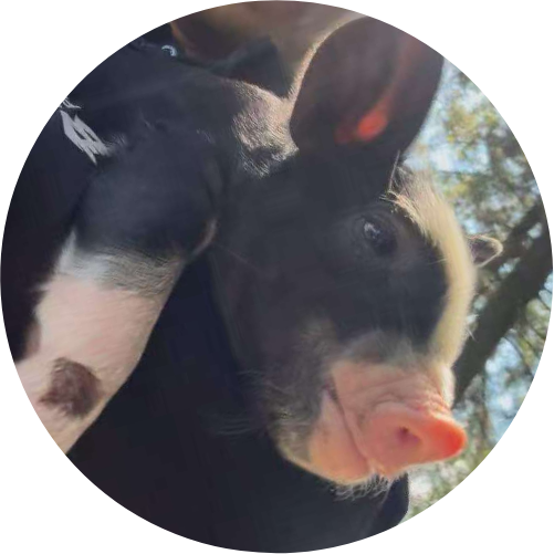 ABEL牧場株式会社 - 鹿児島県アベル黒豚